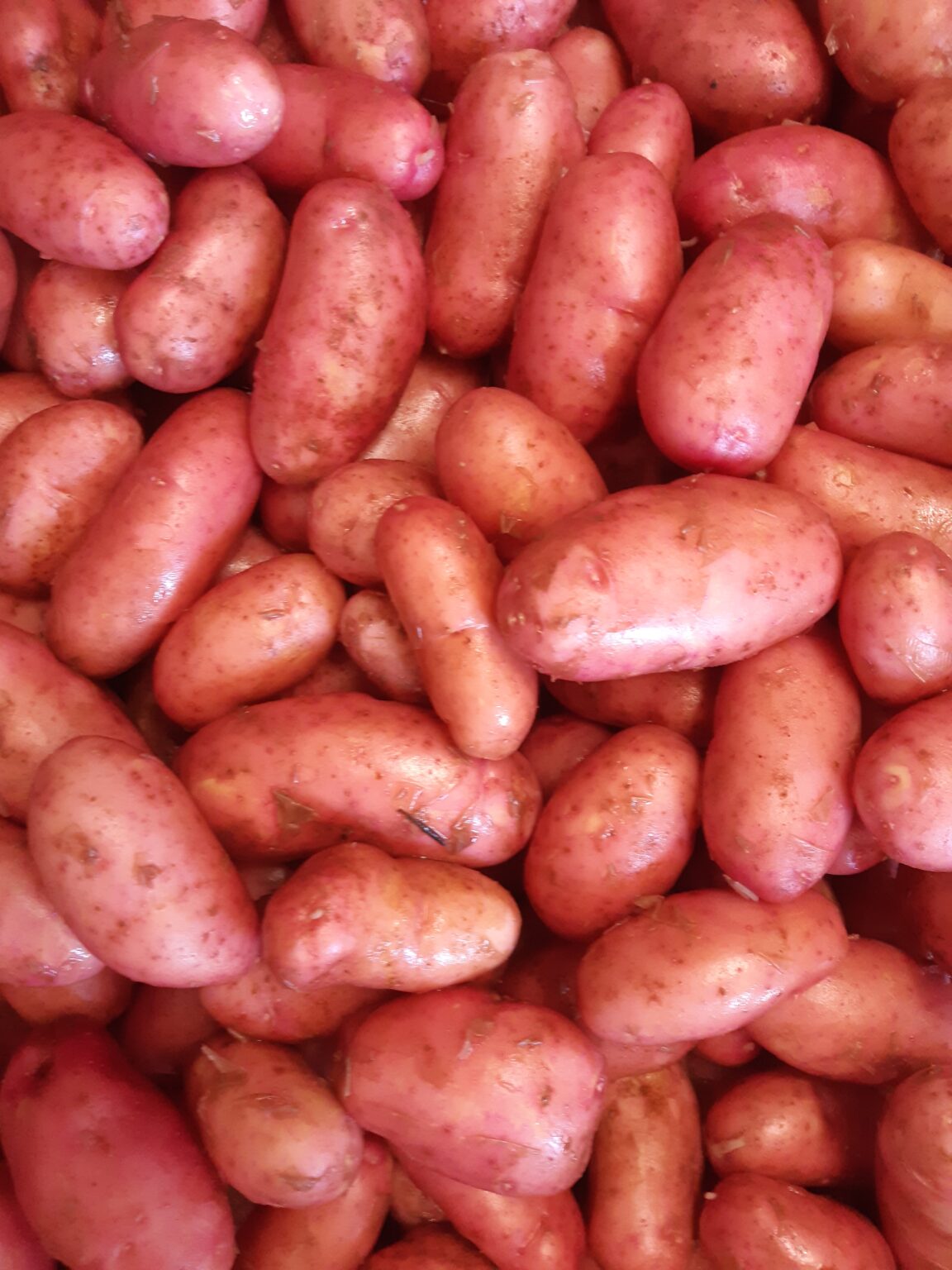 Pomme de terre rose – Le Potager d'ici