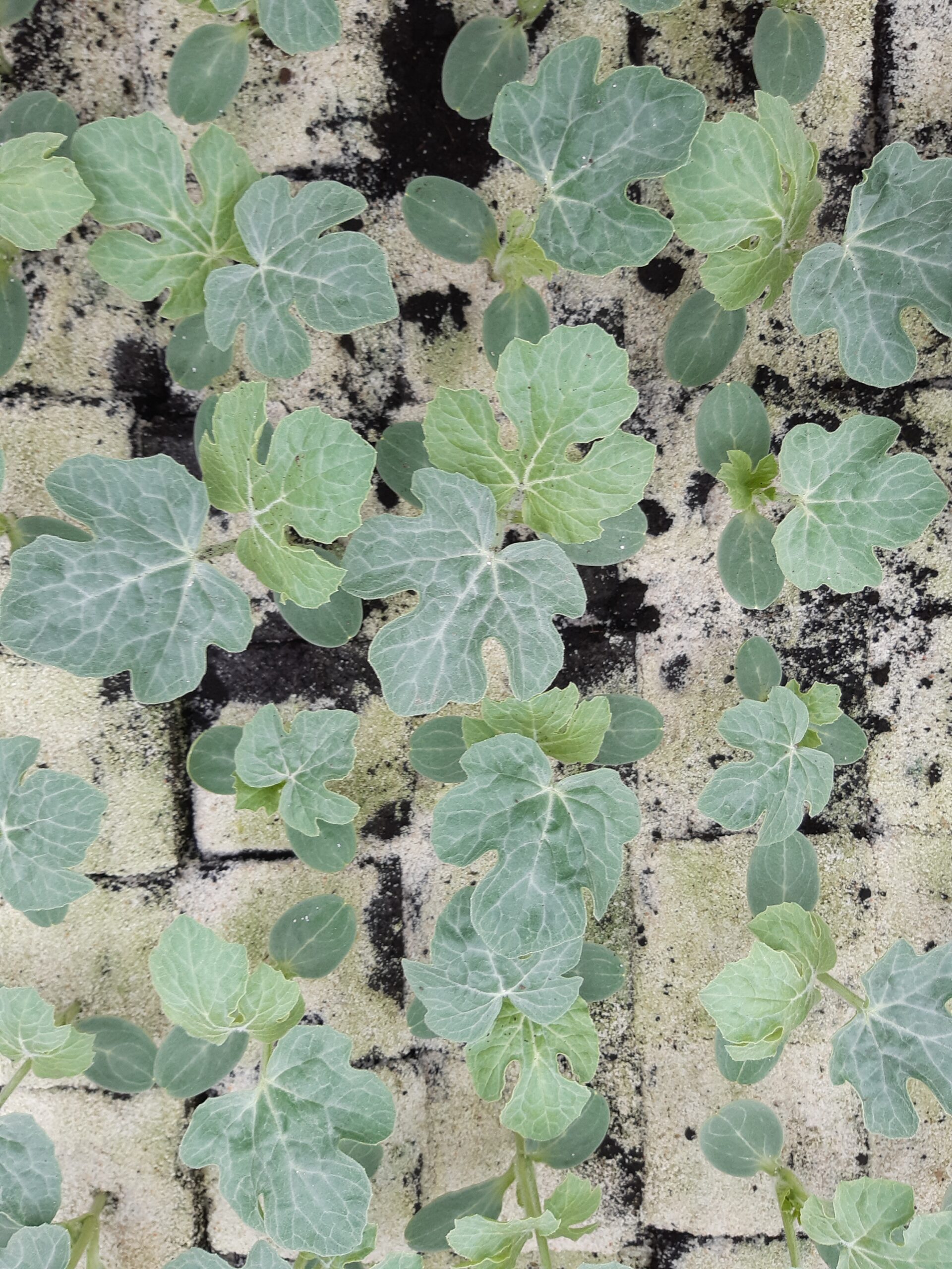 Pastéque – Le Potager d'ici