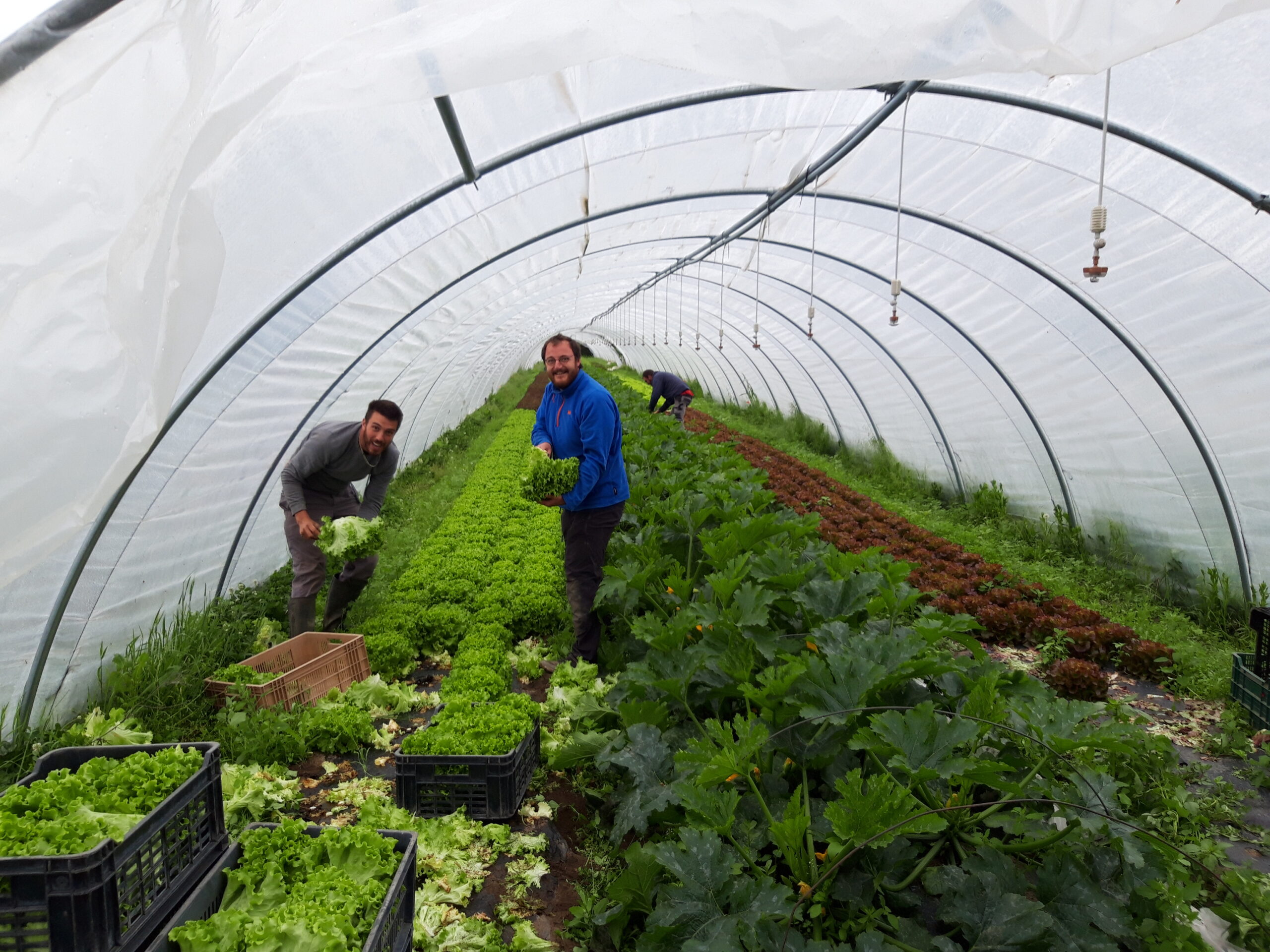 Vente du mercredi 6 mai – Le Potager d'ici