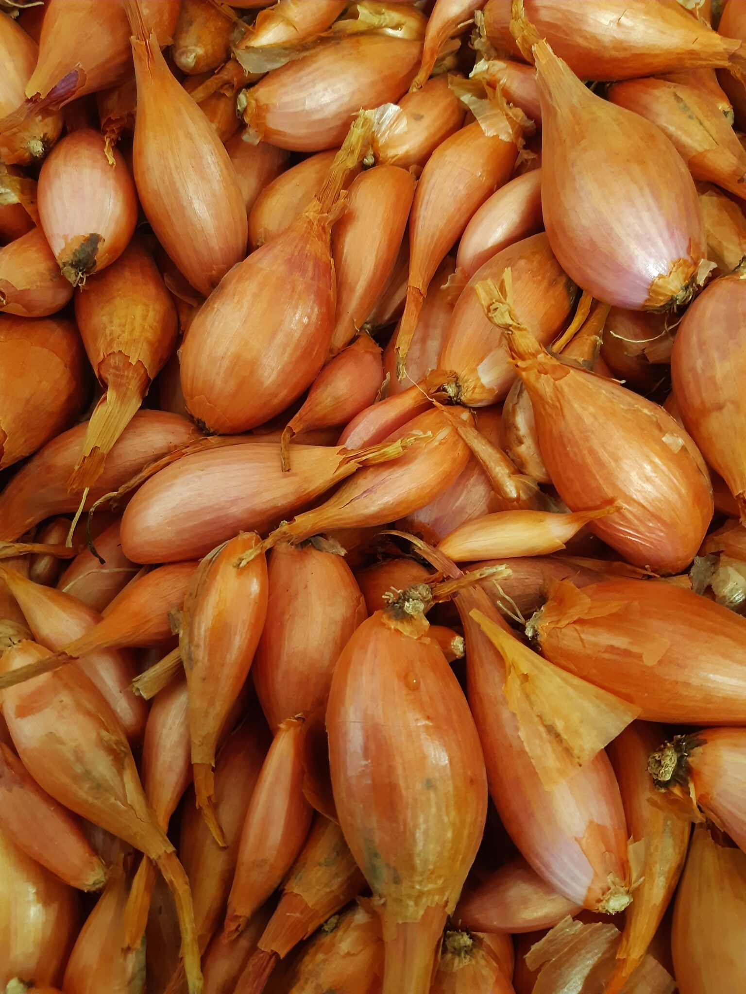 échalote – Le Potager d'ici