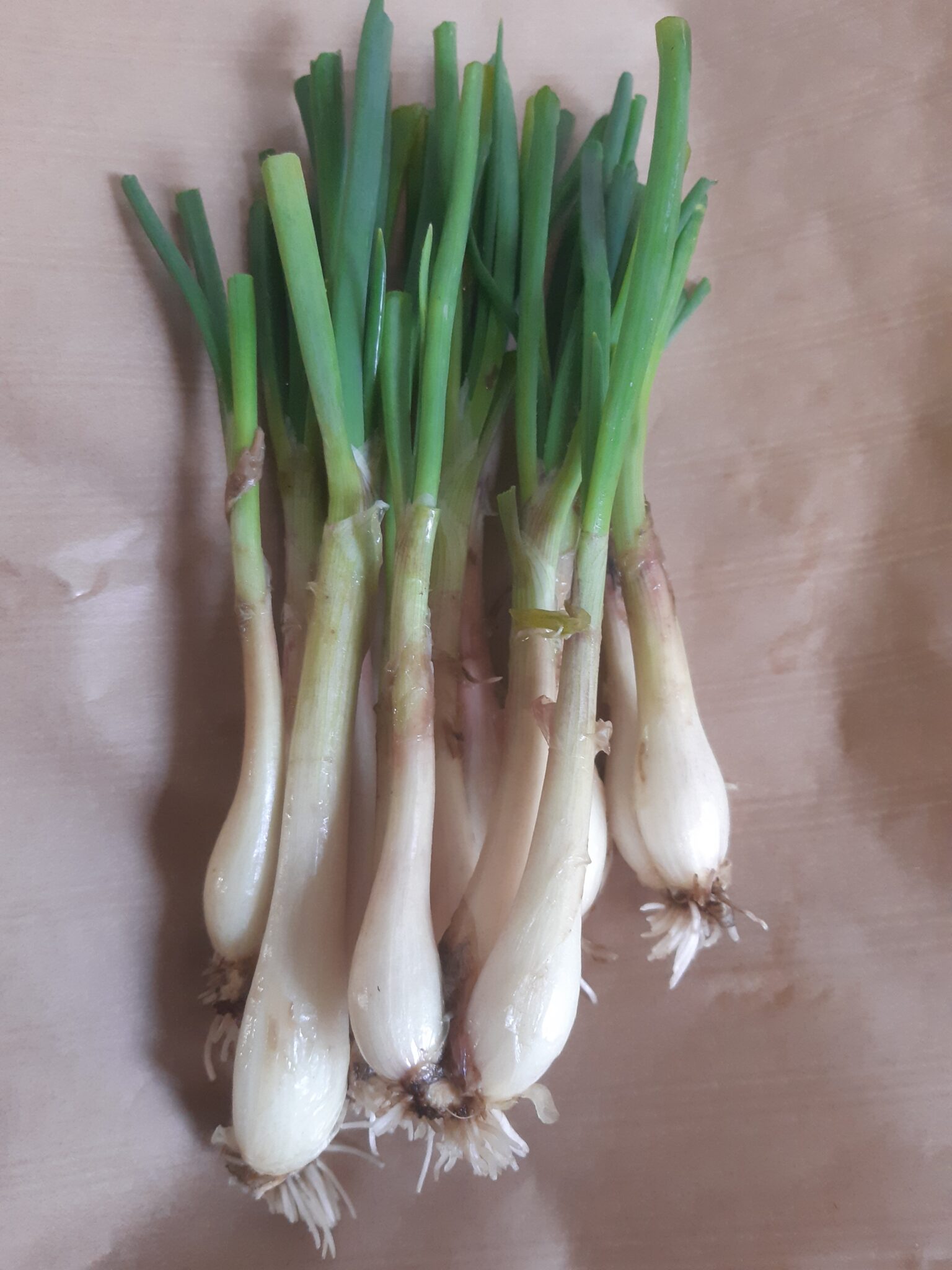 échalote nouvelle – Le Potager d'ici