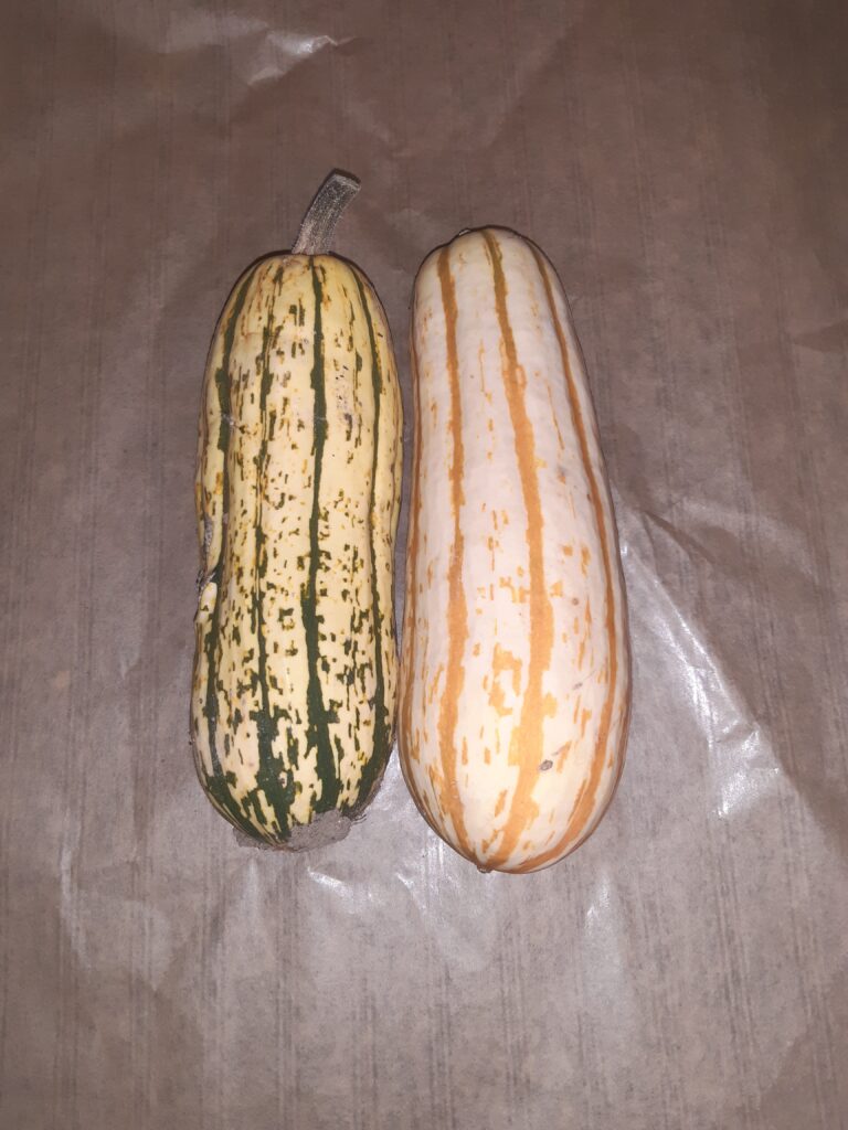 courge delicata – Le Potager d'ici