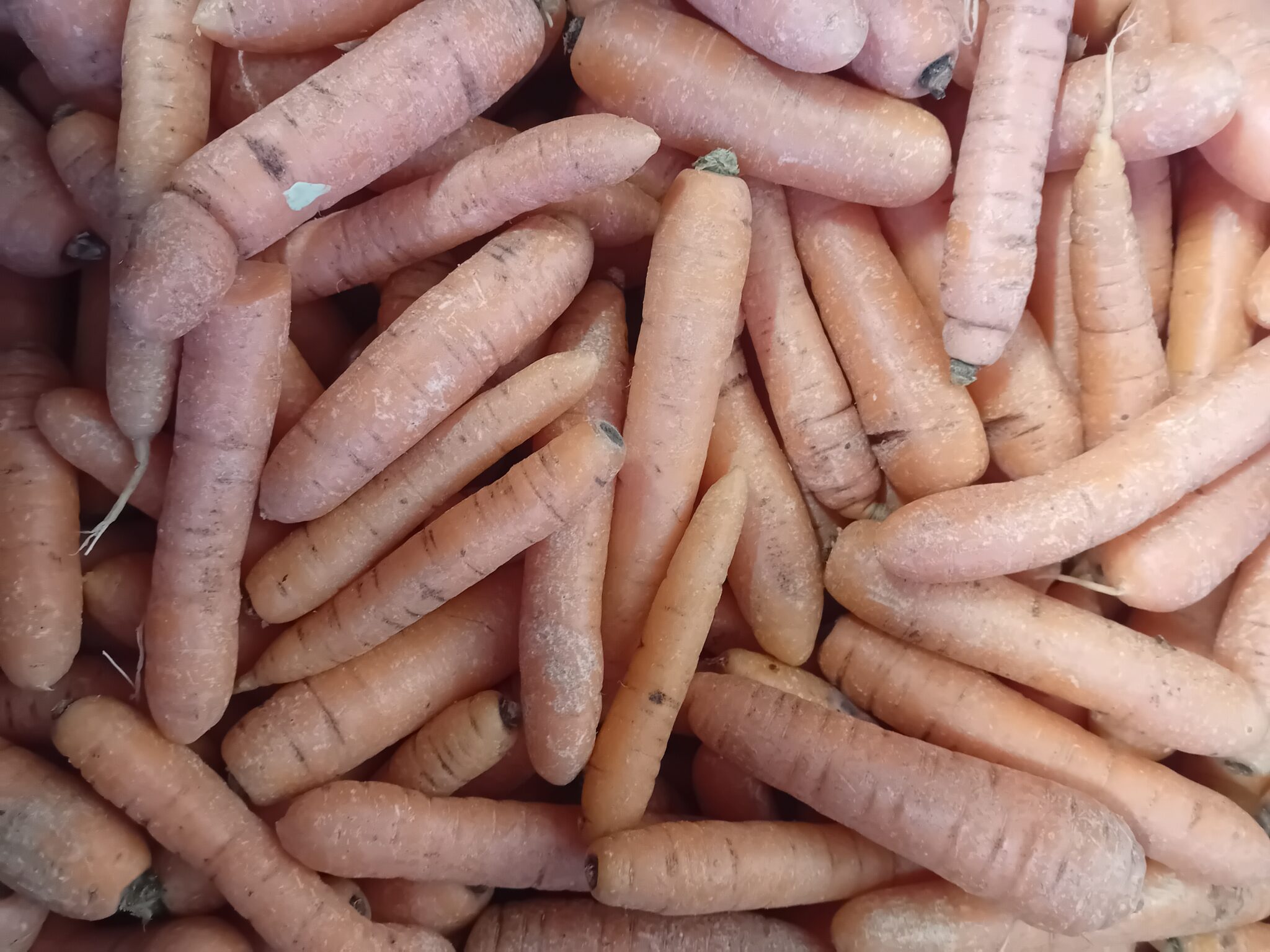 Mini carotte orange – Le Potager d'ici